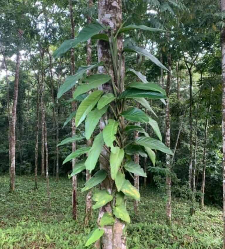 43 Different Types Of Monstera (With Pictures) | Houseplant Alley