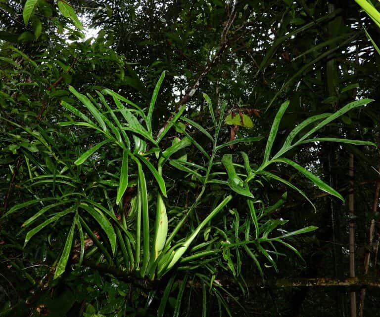 43 Different Types Of Monstera (With Pictures) | Houseplant Alley