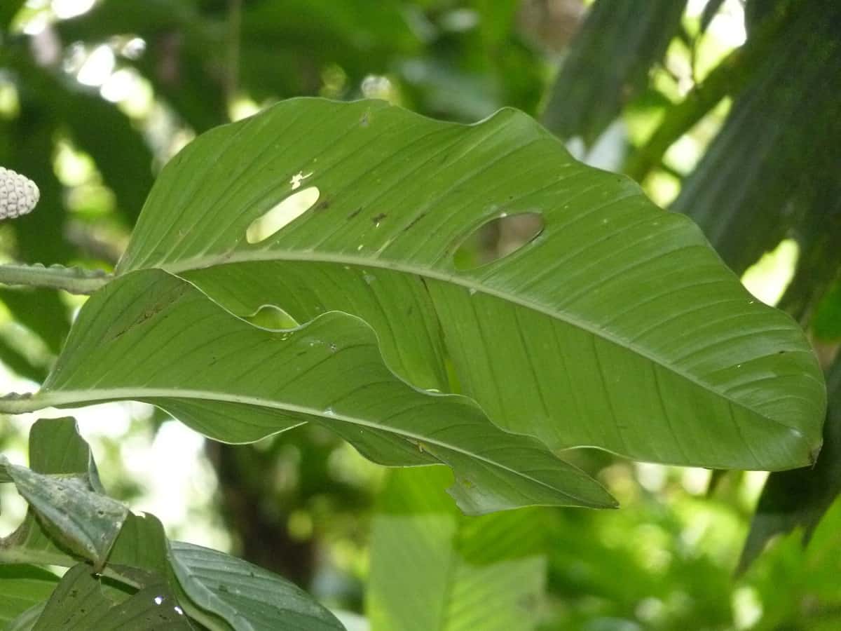 43 Different Types Of Monstera (With Pictures) | Houseplant Alley