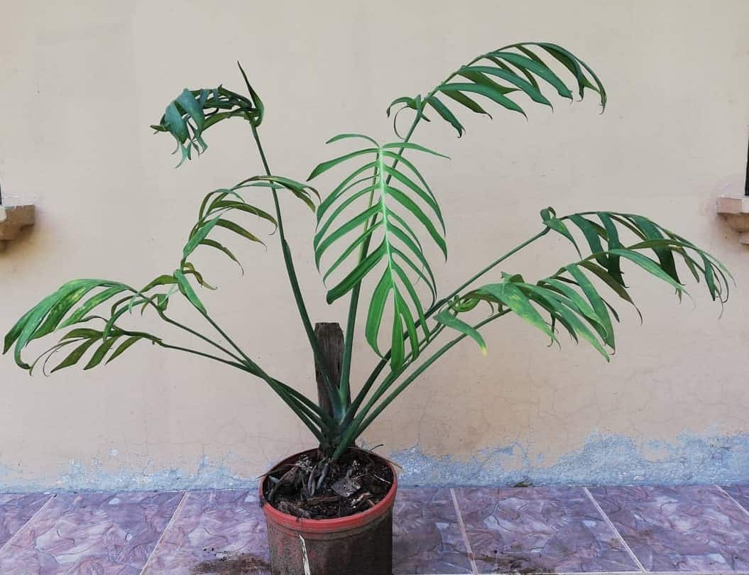 43 Different Types Of Monstera (With Pictures) | Houseplant Alley