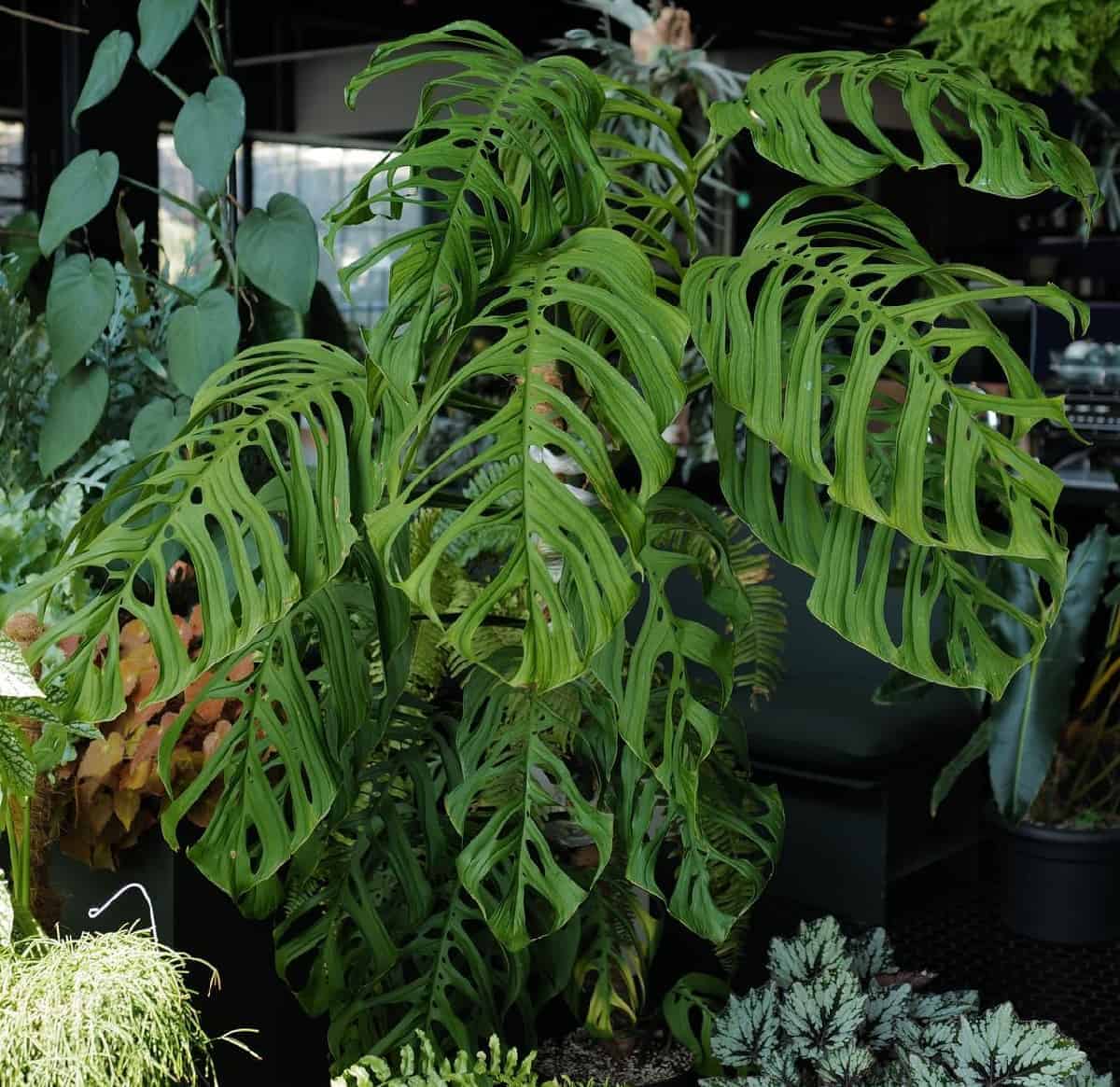 43 Different Types Of Monstera (With Pictures) | Houseplant Alley