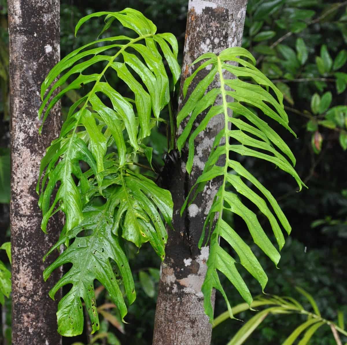 43 Different Types Of Monstera (With Pictures) | Houseplant Alley