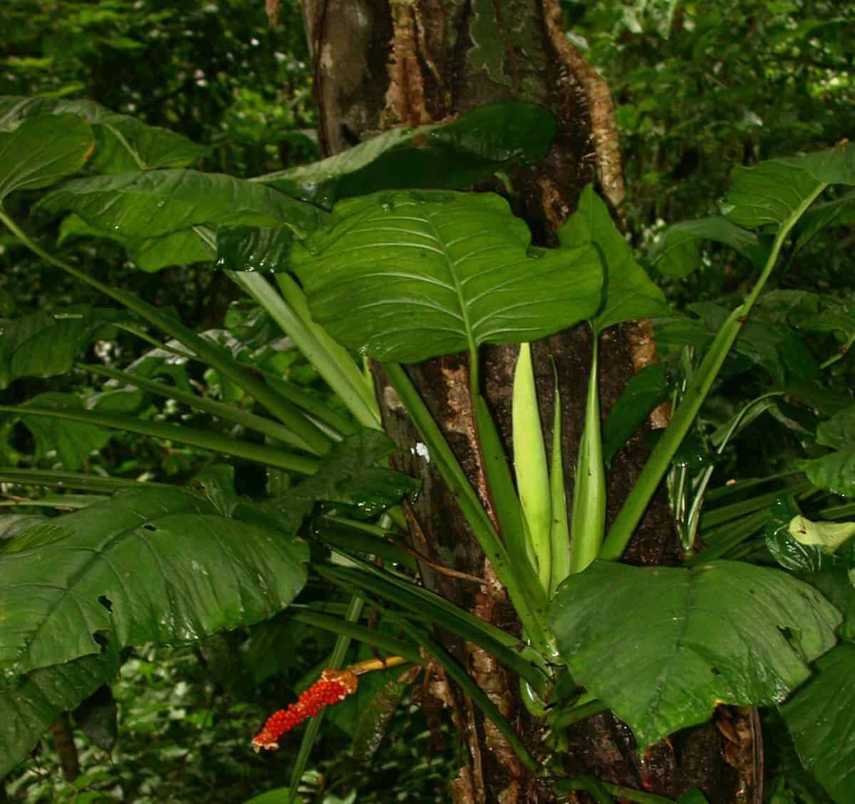 43 Different Types Of Monstera (With Pictures) | Houseplant Alley