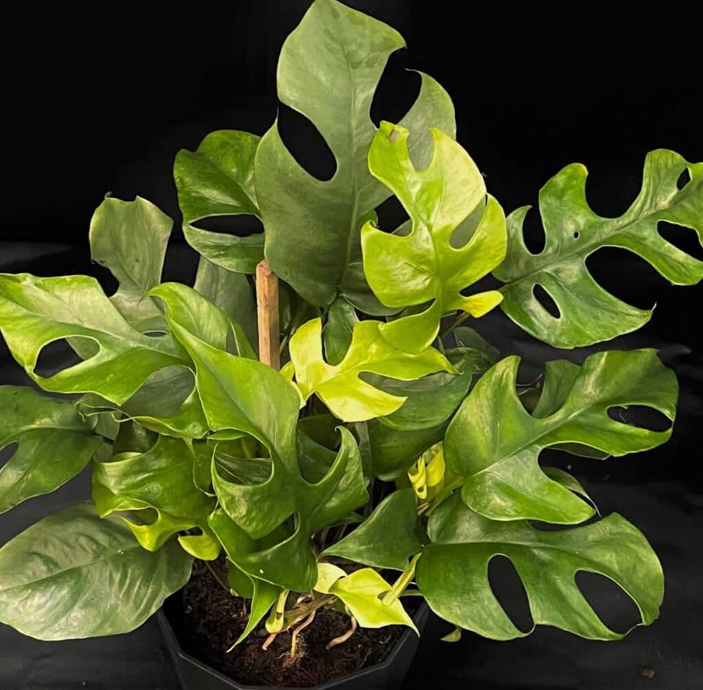 43 Different Types Of Monstera (With Pictures) | Houseplant Alley