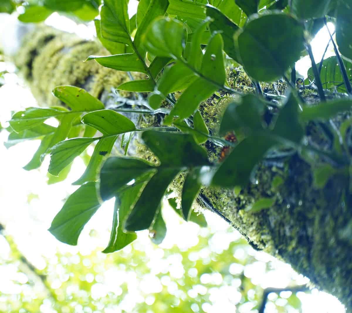 43 Different Types Of Monstera (With Pictures) | Houseplant Alley