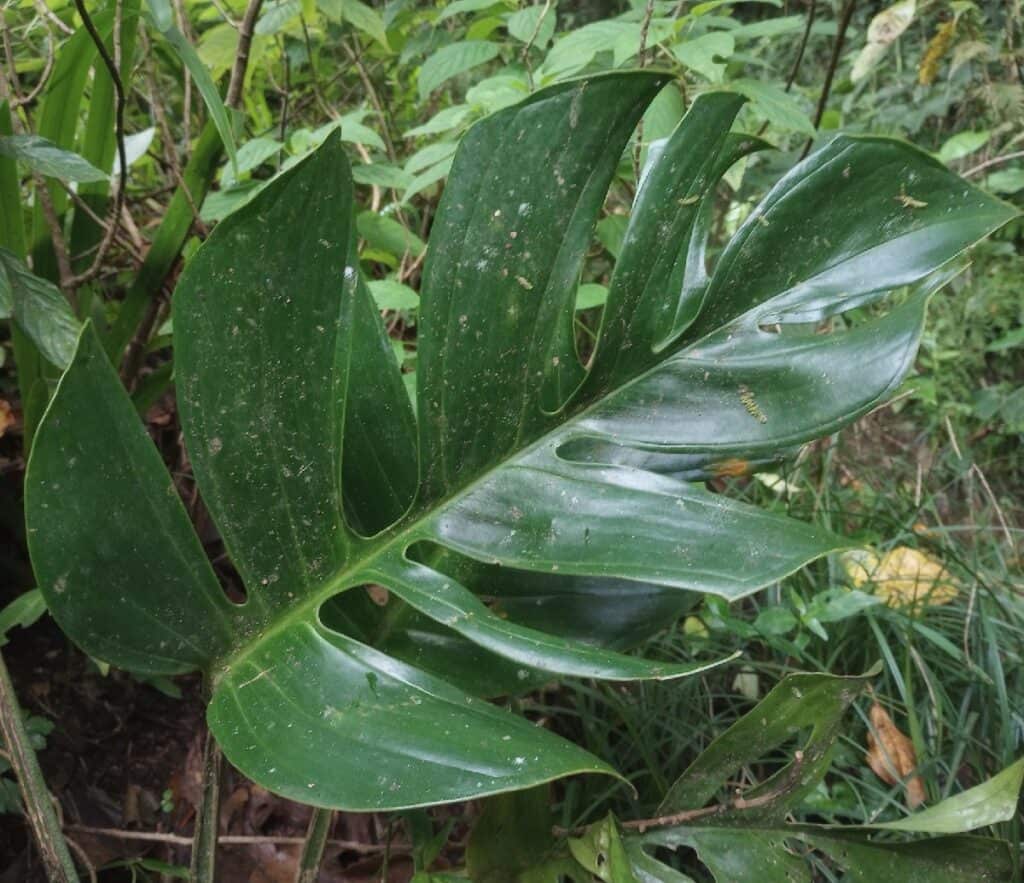 43 Different Types Of Monstera (With Pictures) | Houseplant Alley