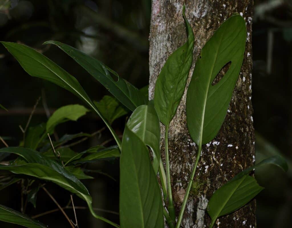 43 Different Types Of Monstera (With Pictures) | Houseplant Alley