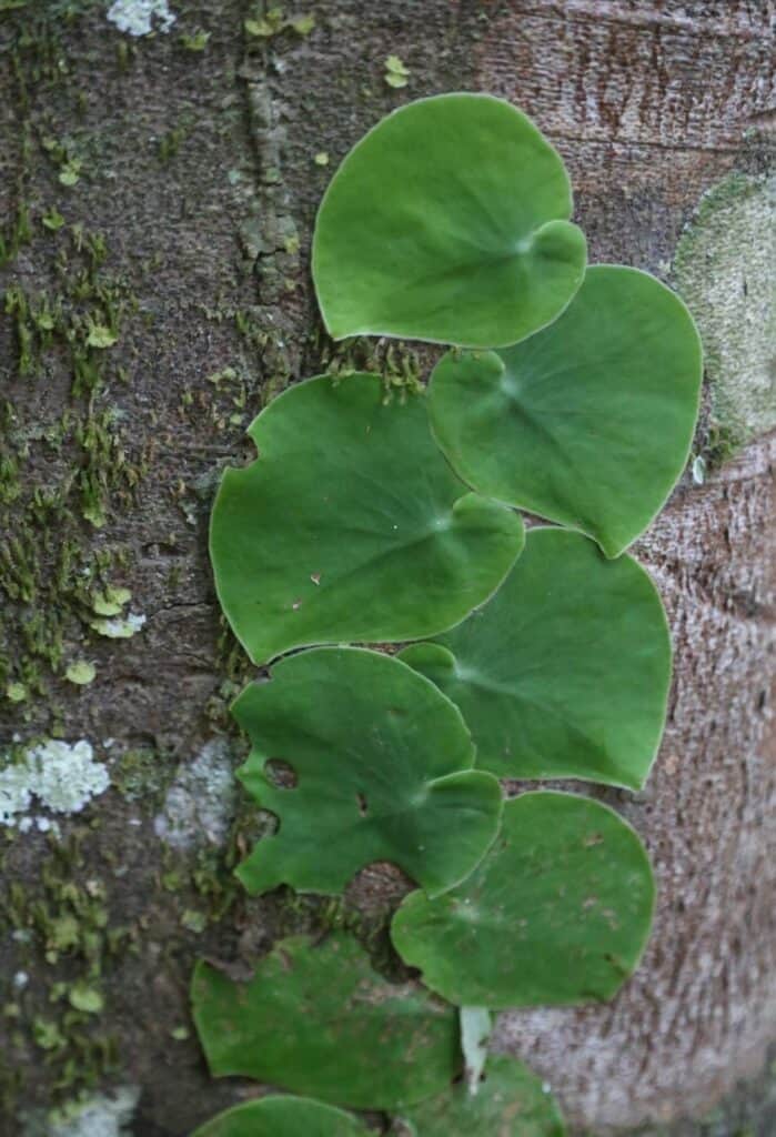 43 Different Types Of Monstera (With Pictures) | Houseplant Alley
