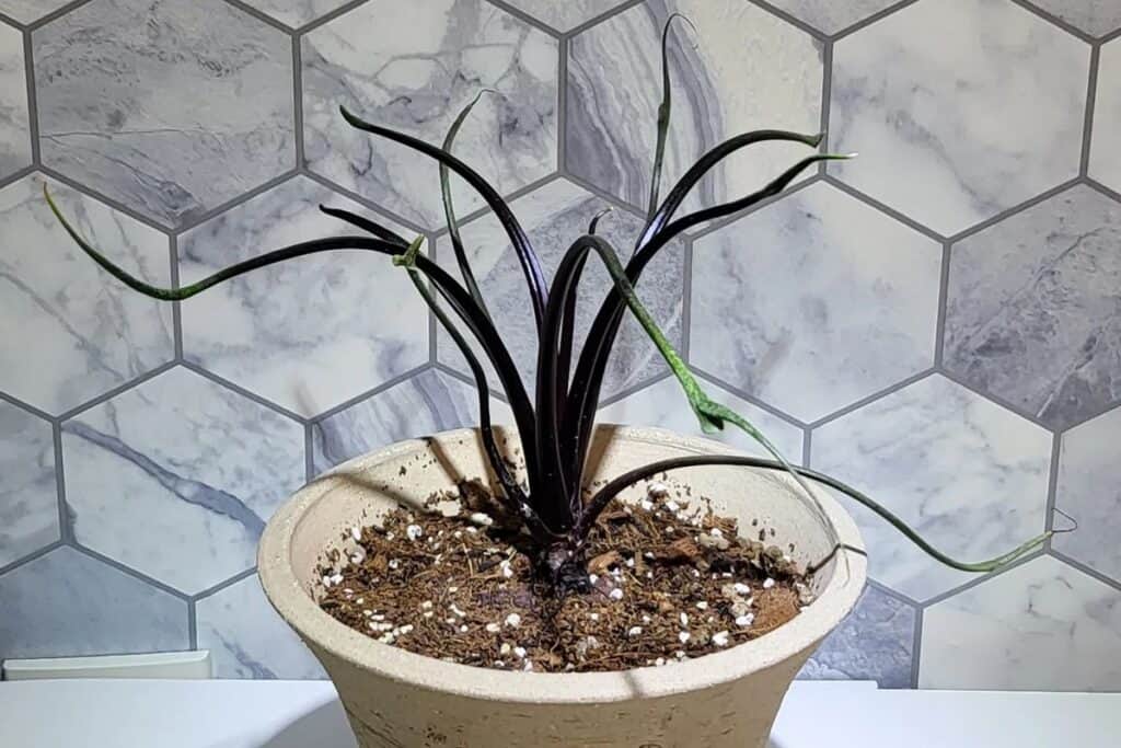 Alocasia Flying Squid Propagation (Step-By-Step Guide) | Houseplant Alley