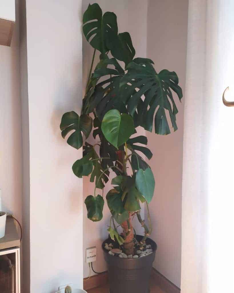 3 Ways How To Grow Monstera Upwards | Houseplant Alley 3 Ways How To Grow Monstera Upwards | Houseplant Alley