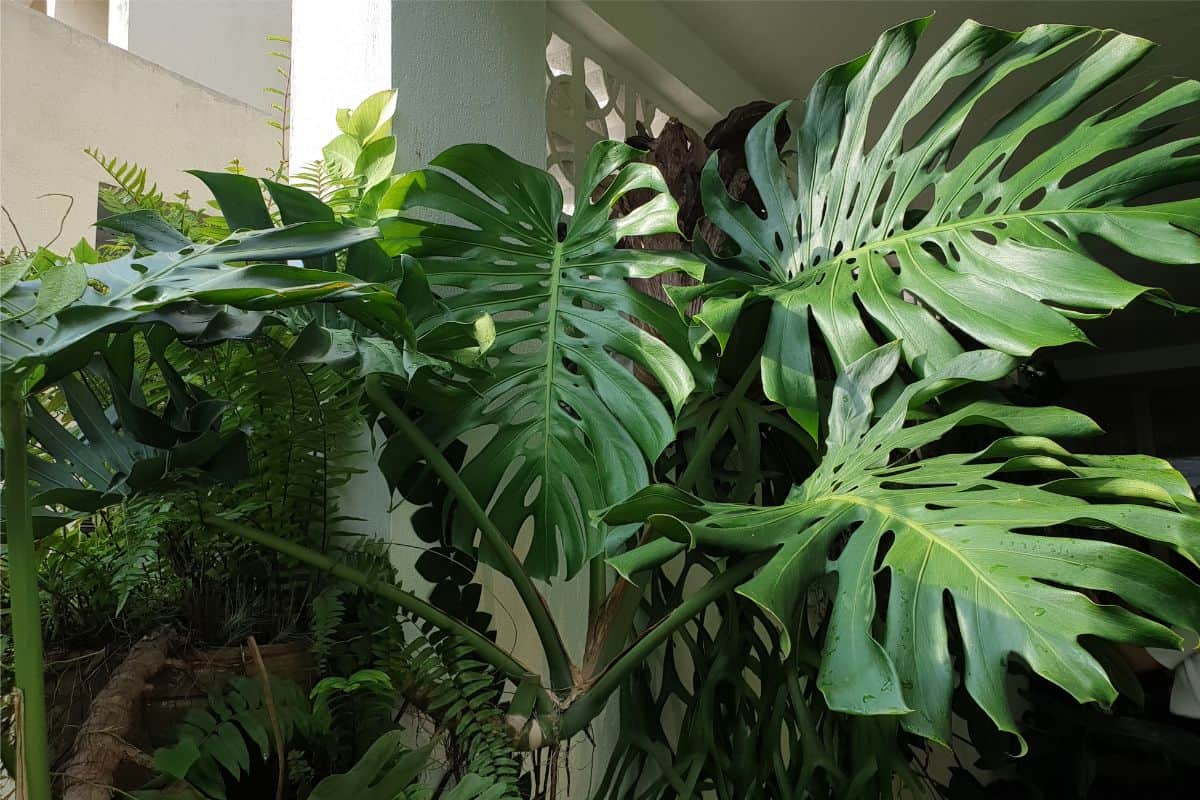 How To Grow Big Monstera Leaves Like a Pro | Houseplant Alley
