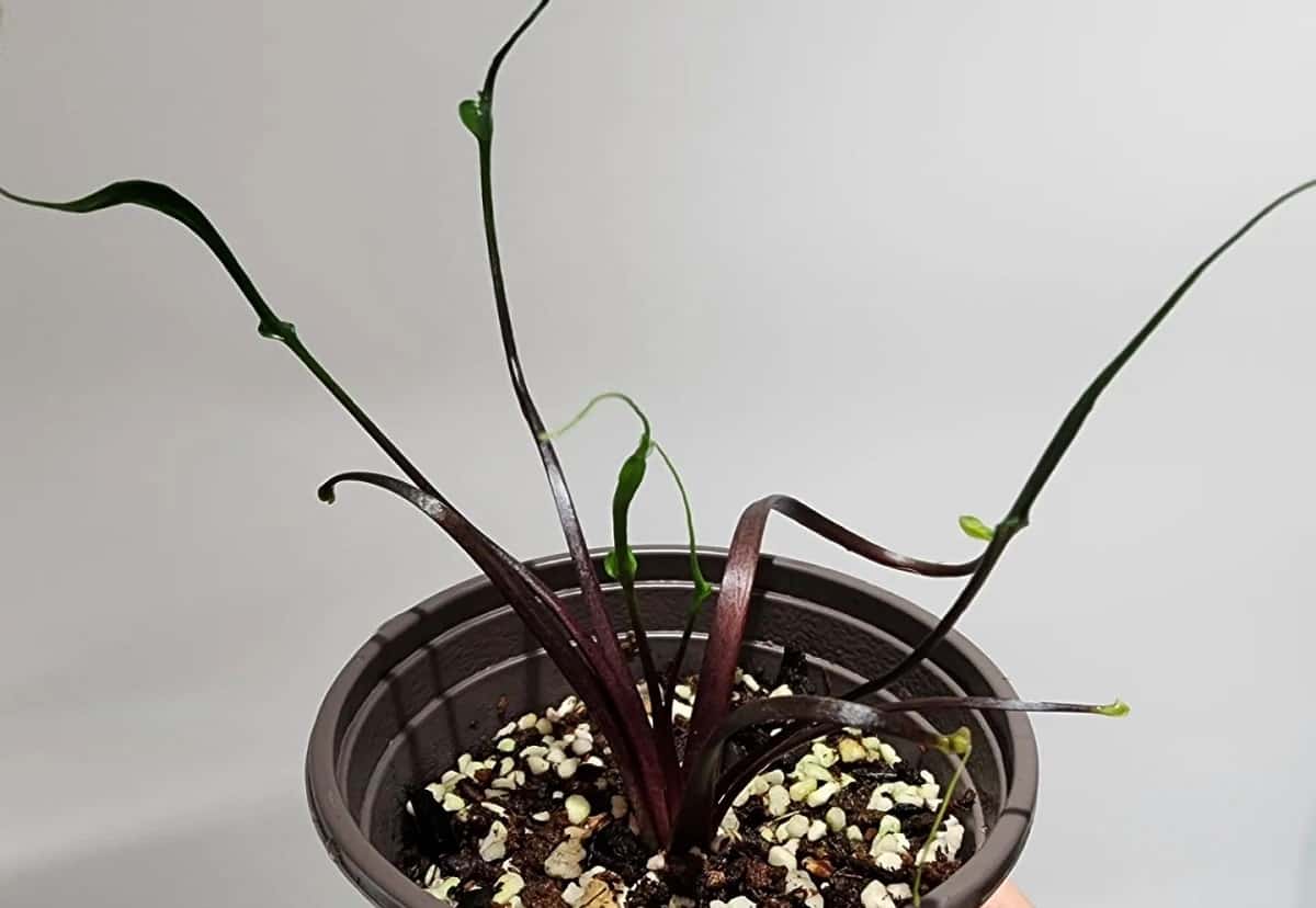 Alocasia Flying Squid Propagation (Step-By-Step Guide) | Houseplant Alley