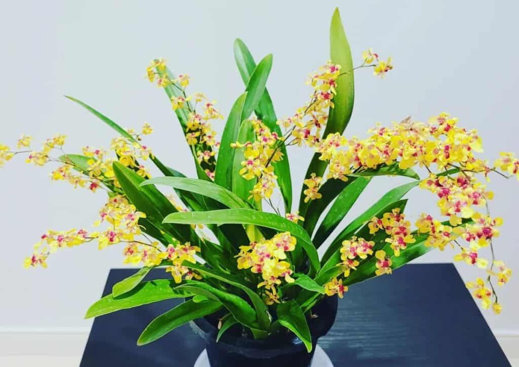 Oncidium Orchid Care Guide | Houseplant Alley