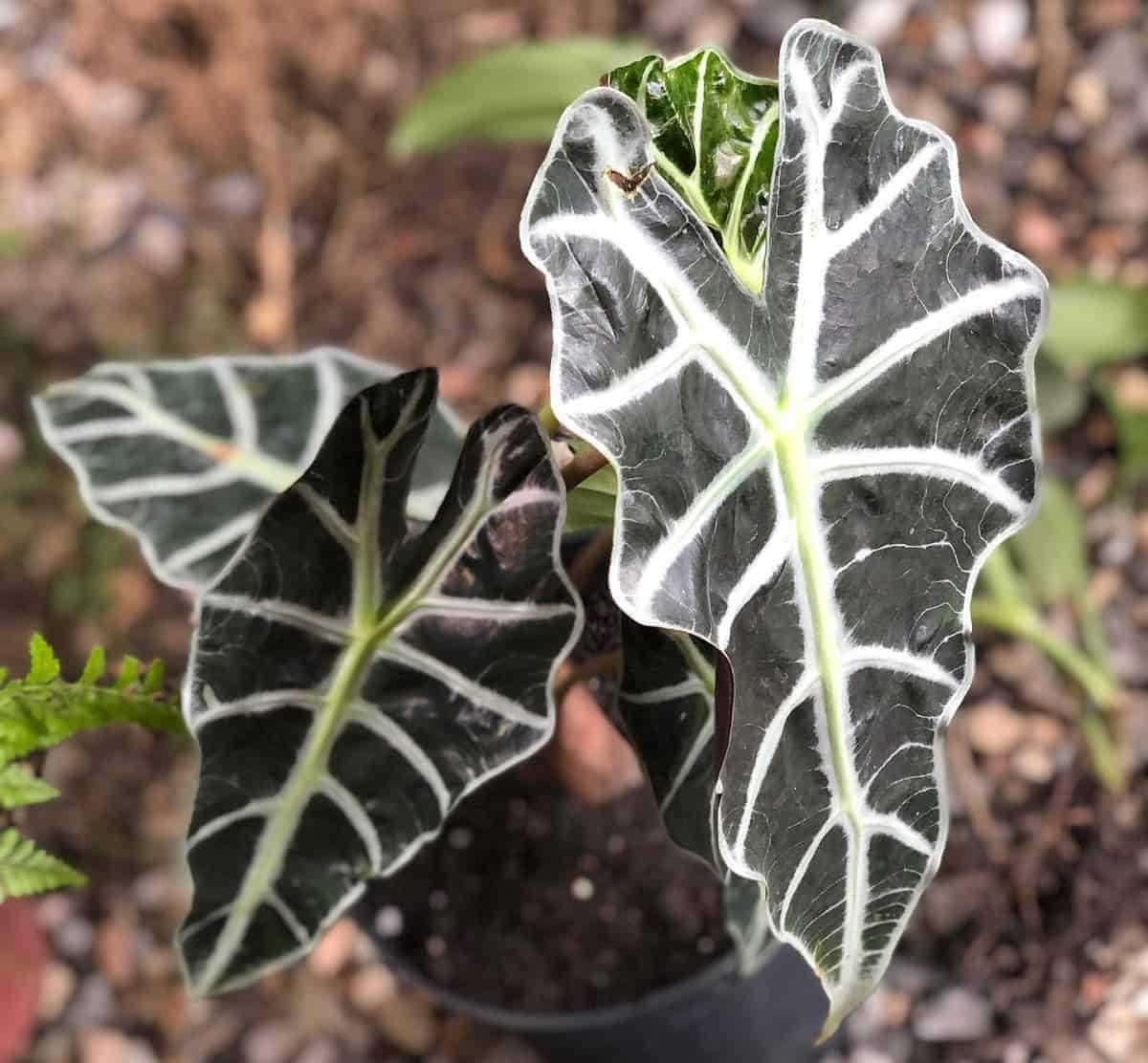 How To Propagate Alocasia Polly (Step-By-Step Guide) | Houseplant Alley