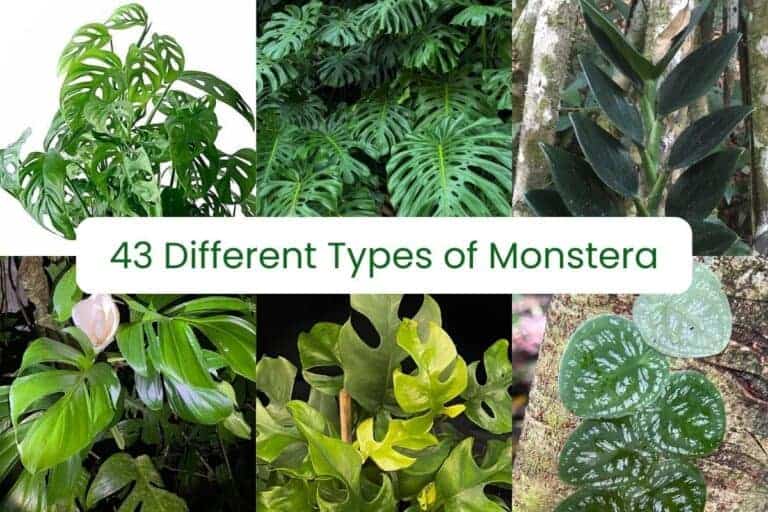 43 Different Types Of Monstera (With Pictures) | Houseplant Alley