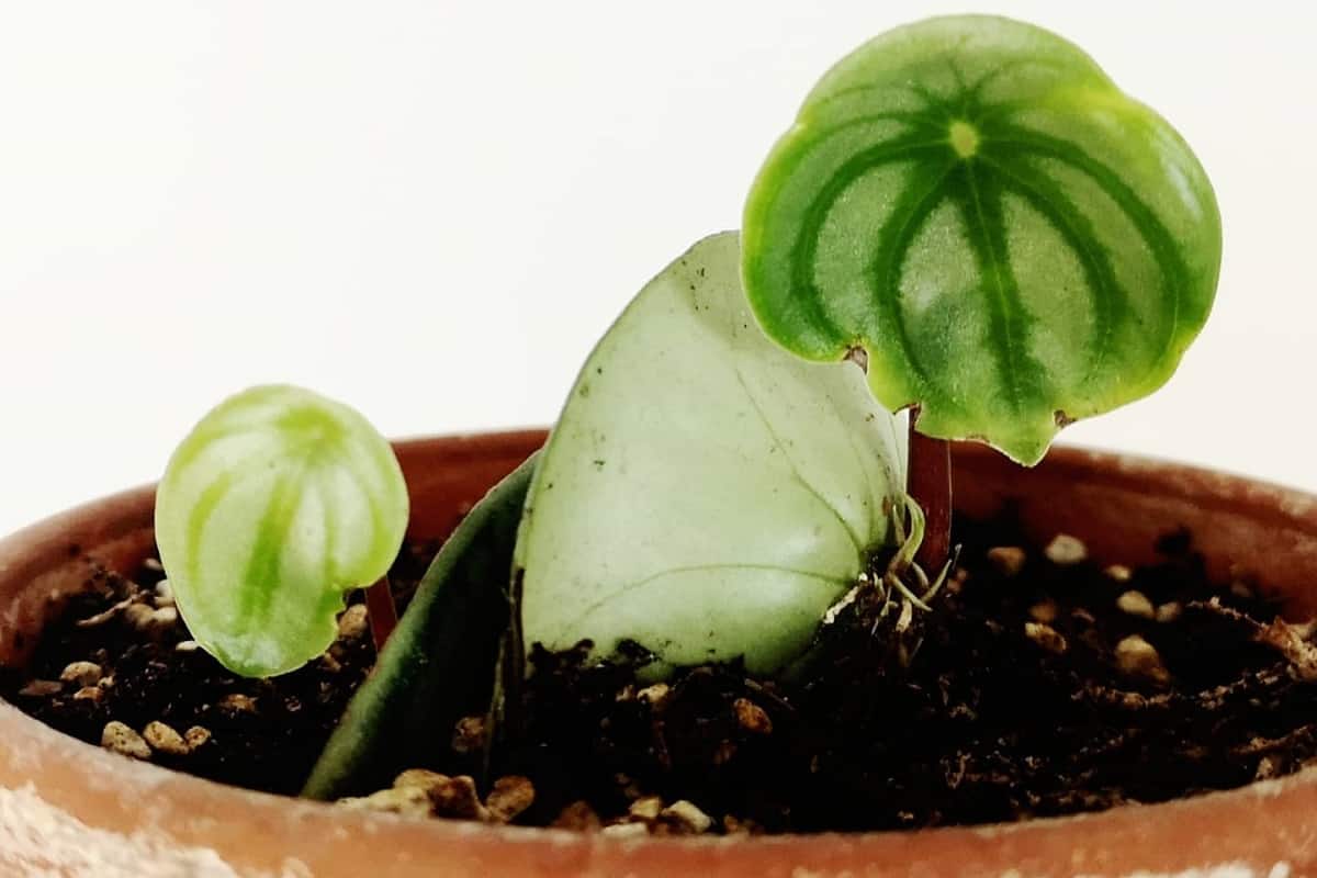 Watermelon Peperomia Propagation Guide | Houseplant Alley