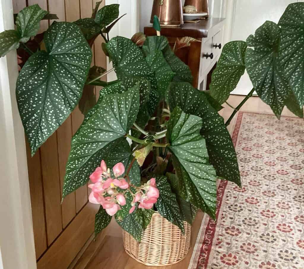 Begonia Corallina de Lucerna Care And Propagation Guide | Houseplant Alley