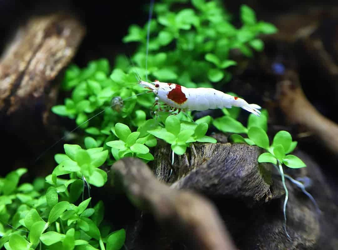 16 Best Aquarium Carpet Plants for Beginners and Experts | Houseplant Alley