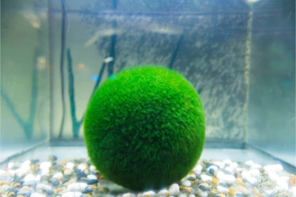 25 Best Plants For Axolotl Tank | Houseplant Alley