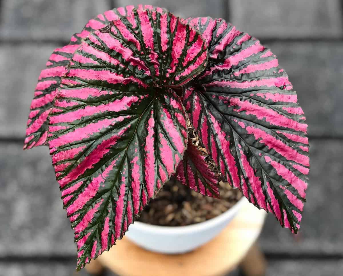 Begonia Brevirimosa Care And Propagation Guide | Houseplant Alley