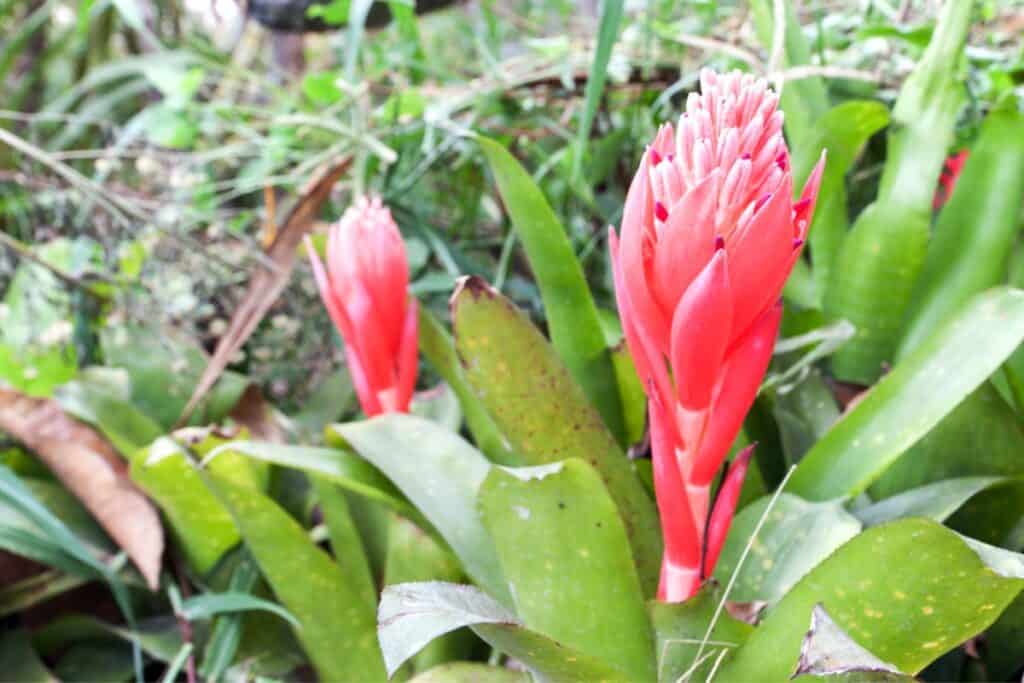 Billbergia Care And Propagation Guide | Houseplant Alley