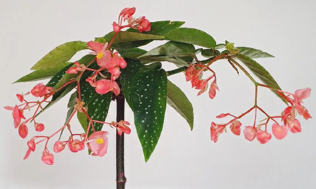Begonia Tamaya Care And Propagation Guide | Houseplant Alley