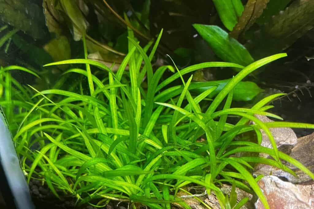 16 Best Aquarium Carpet Plants for Beginners and Experts | Houseplant Alley