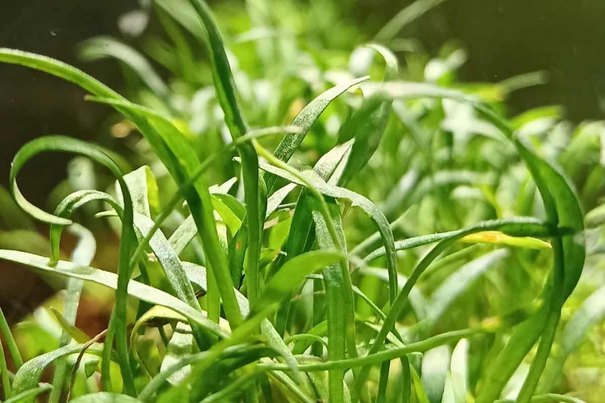 16 Best Aquarium Carpet Plants for Beginners and Experts | Houseplant Alley