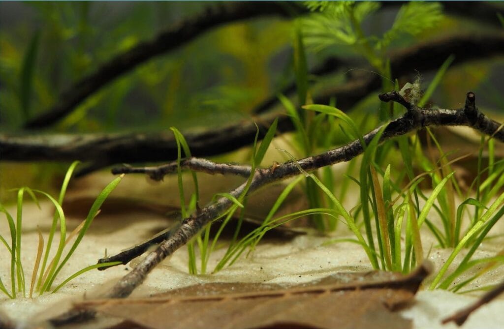 16 Best Aquarium Carpet Plants for Beginners and Experts | Houseplant Alley