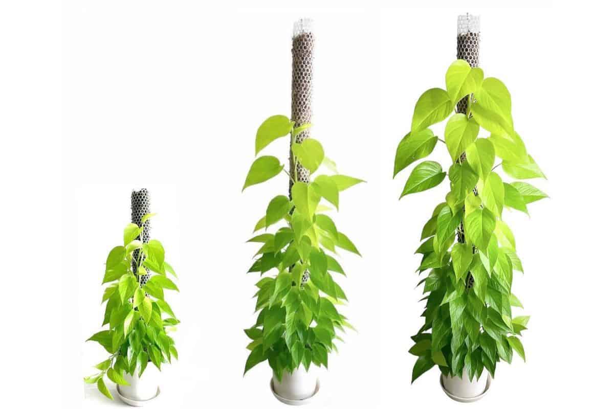 How Long Do Pothos Take To Grow? | Houseplant Alley