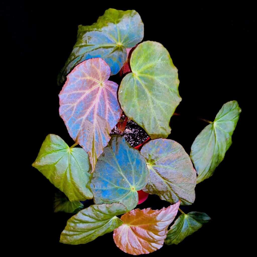 Begonia Pavonina Care And Propagation Guide | Houseplant Alley
