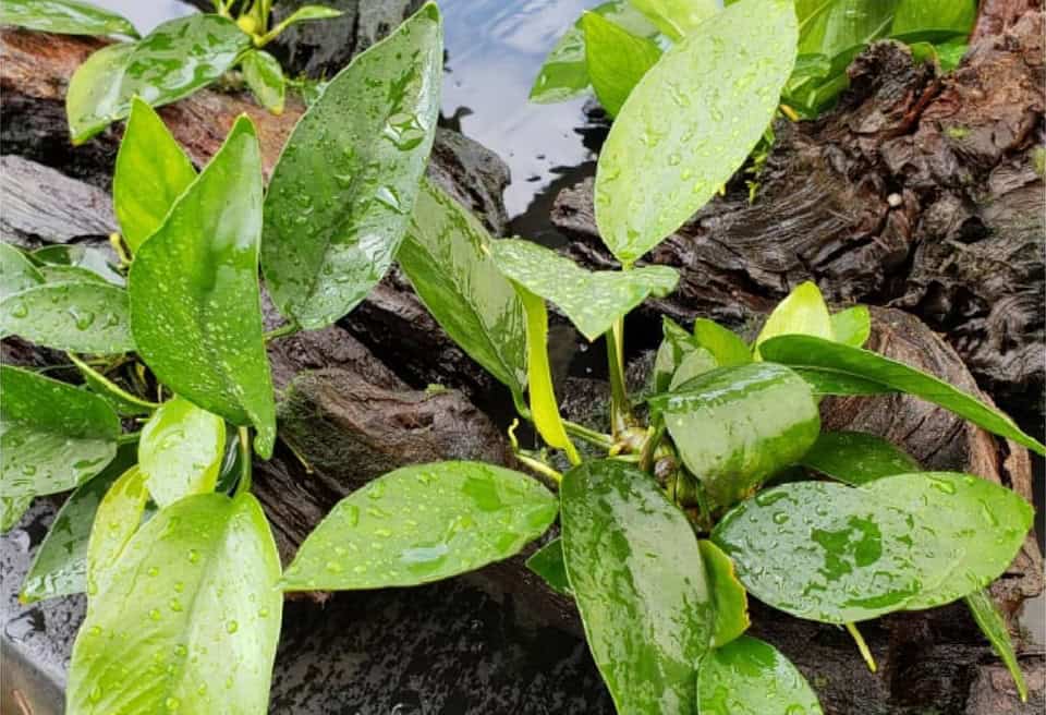 10 Types Of Anubias Aquarium Plants | Houseplant Alley