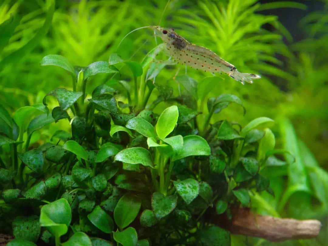 10 Types Of Anubias Aquarium Plants | Houseplant Alley