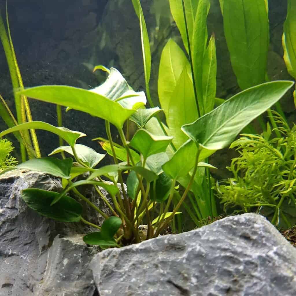 10 Types Of Anubias Aquarium Plants | Houseplant Alley