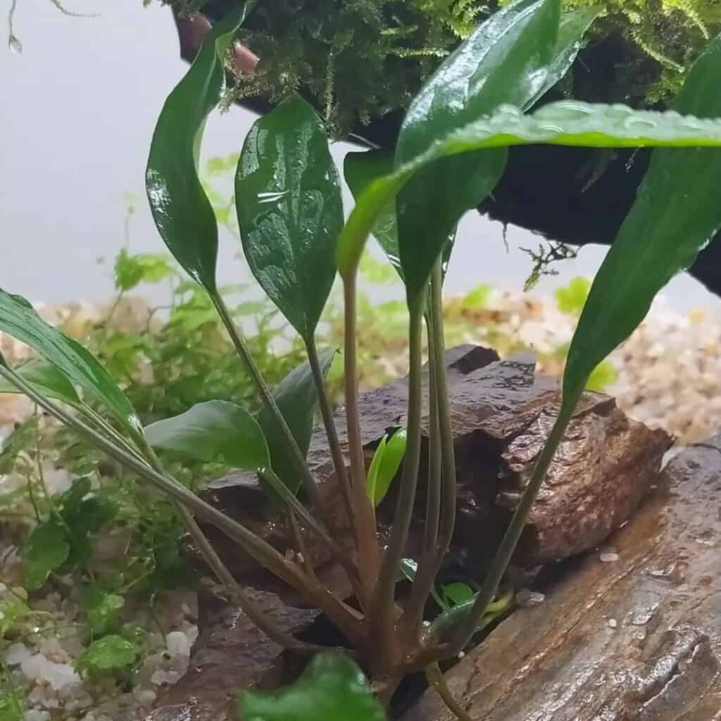 10 Types Of Anubias Aquarium Plants | Houseplant Alley