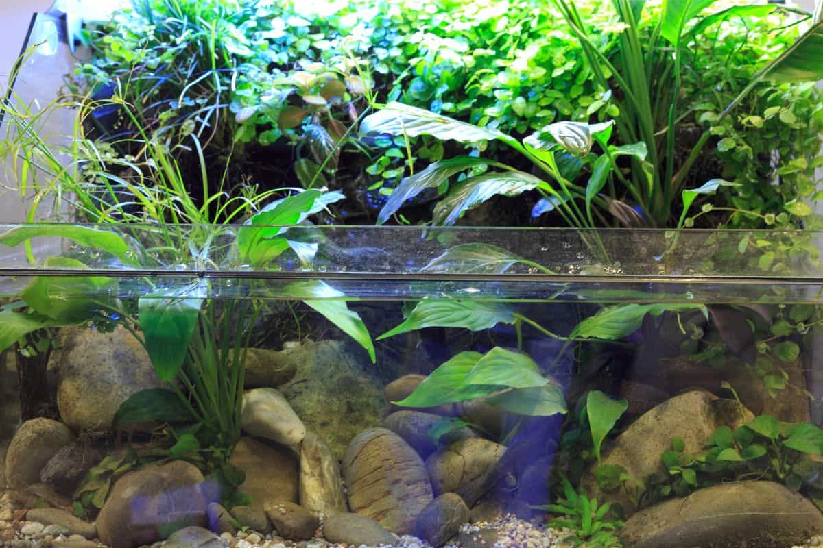 10 Types Of Anubias Aquarium Plants | Houseplant Alley