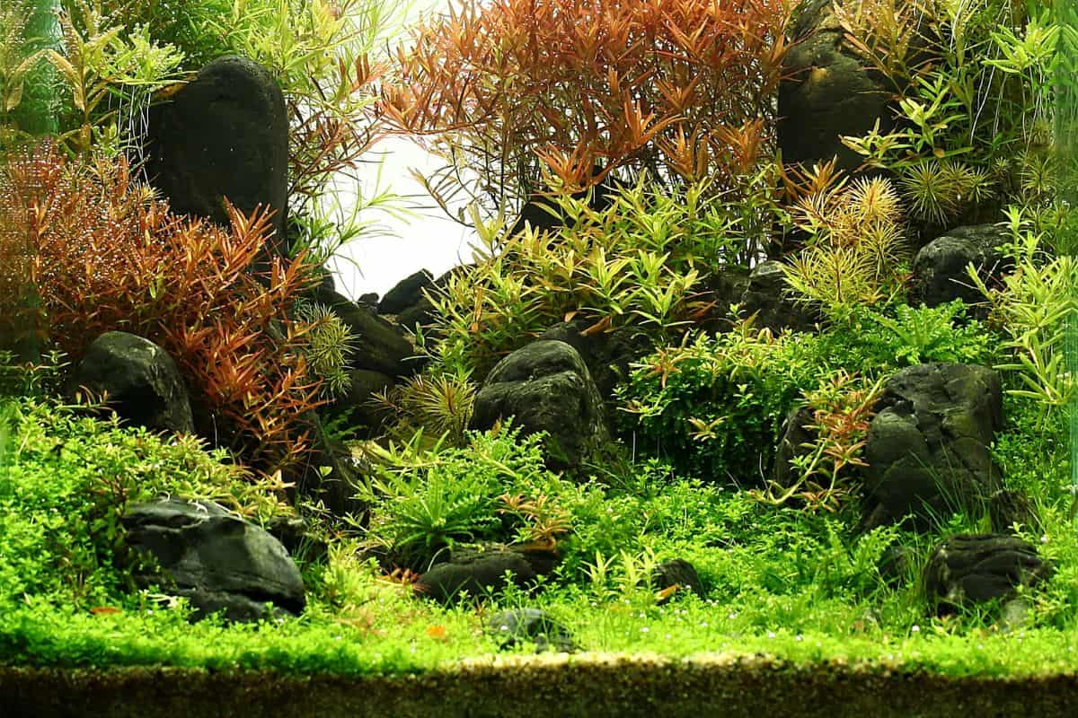 10 Types Of Anubias Aquarium Plants | Houseplant Alley