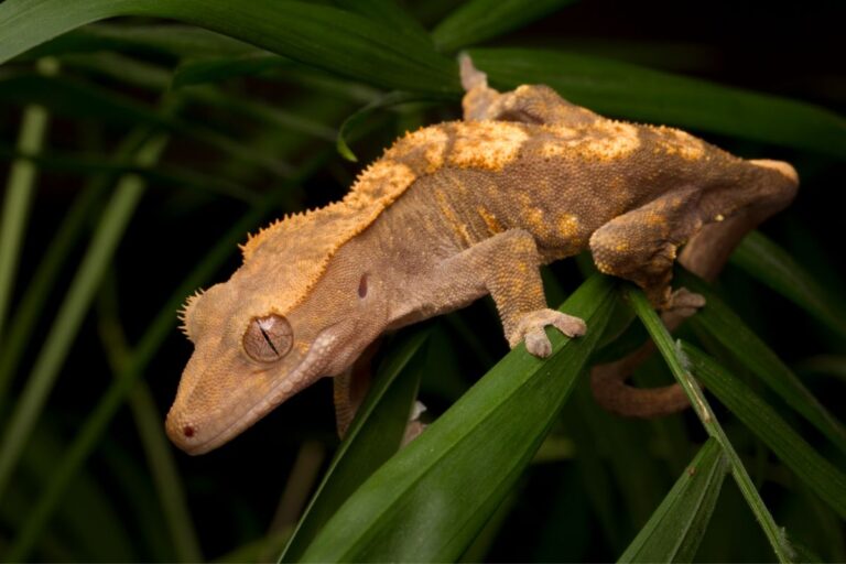 Top 7 Safe Plants for Crested Geckos & Toxic Plants To Avoid ...