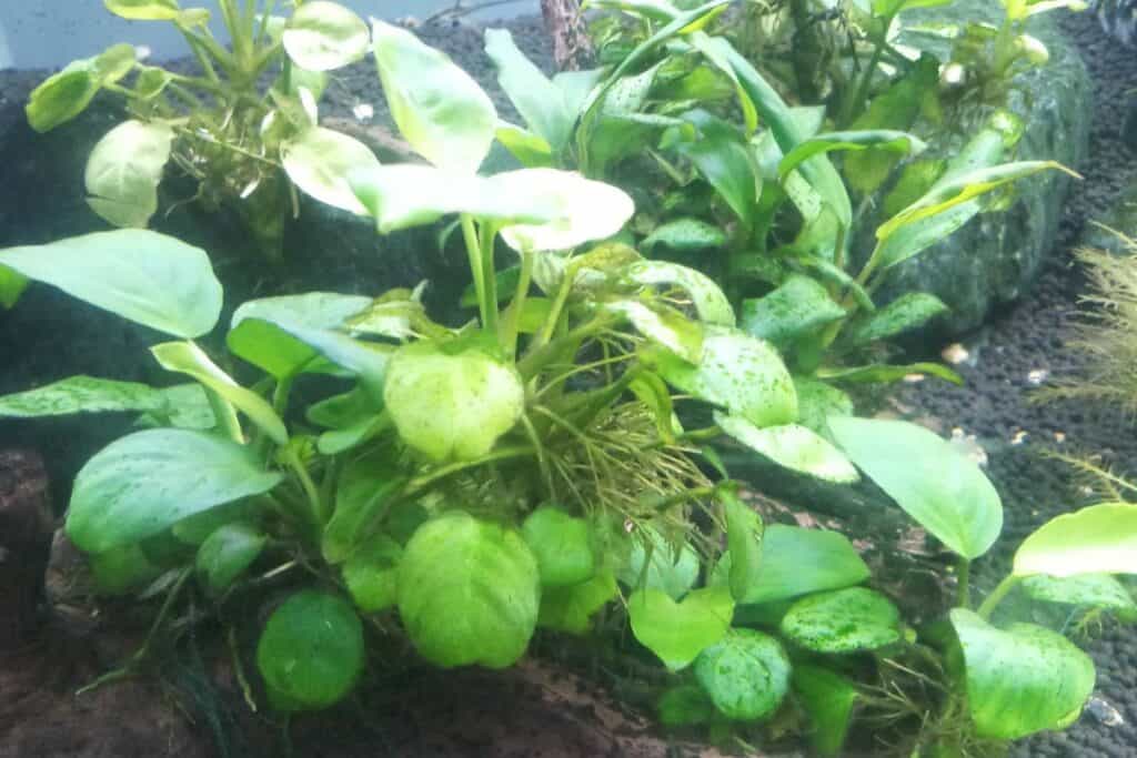 10 Types Of Anubias Aquarium Plants | Houseplant Alley