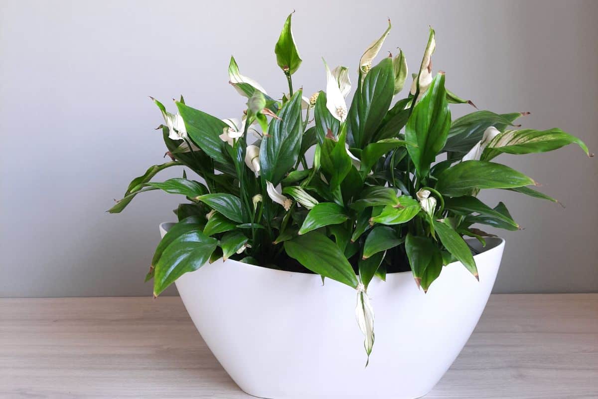 Dying Peace Lily Care Tips | Houseplant Alley