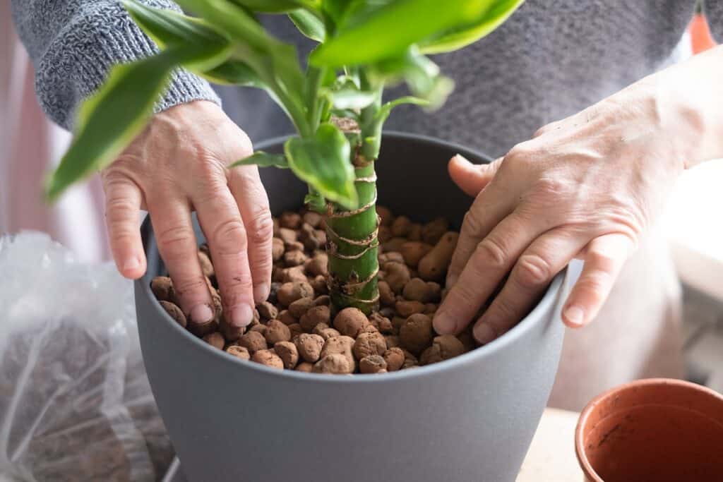 Best Soil Cover For Indoor Plants | Houseplant Alley