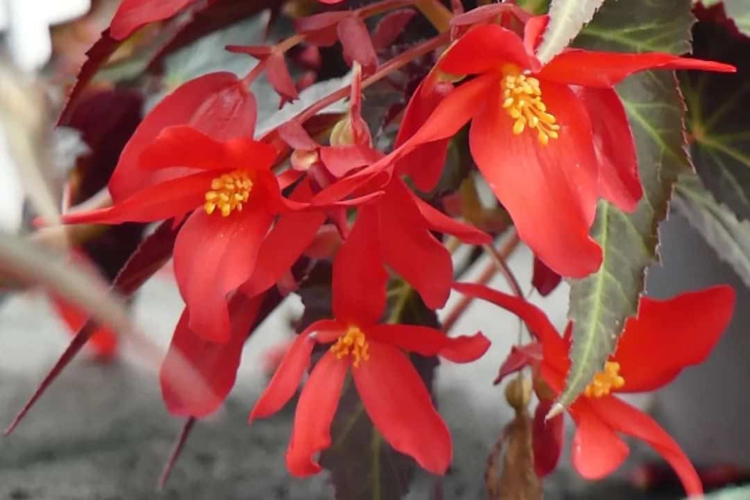 Begonia Boliviensis Care And Propagation Guide | Houseplant Alley