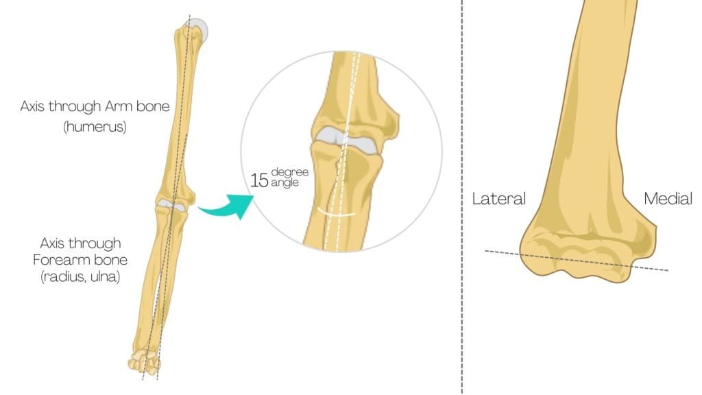 What's Carrying Angle of Elbow? Its Anatomy