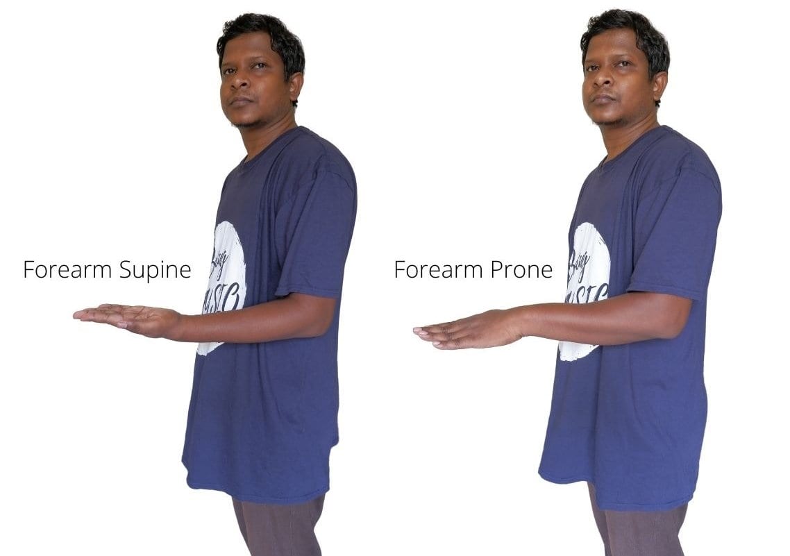 Anatomical positions definition with diagram, examples Its terminology ...