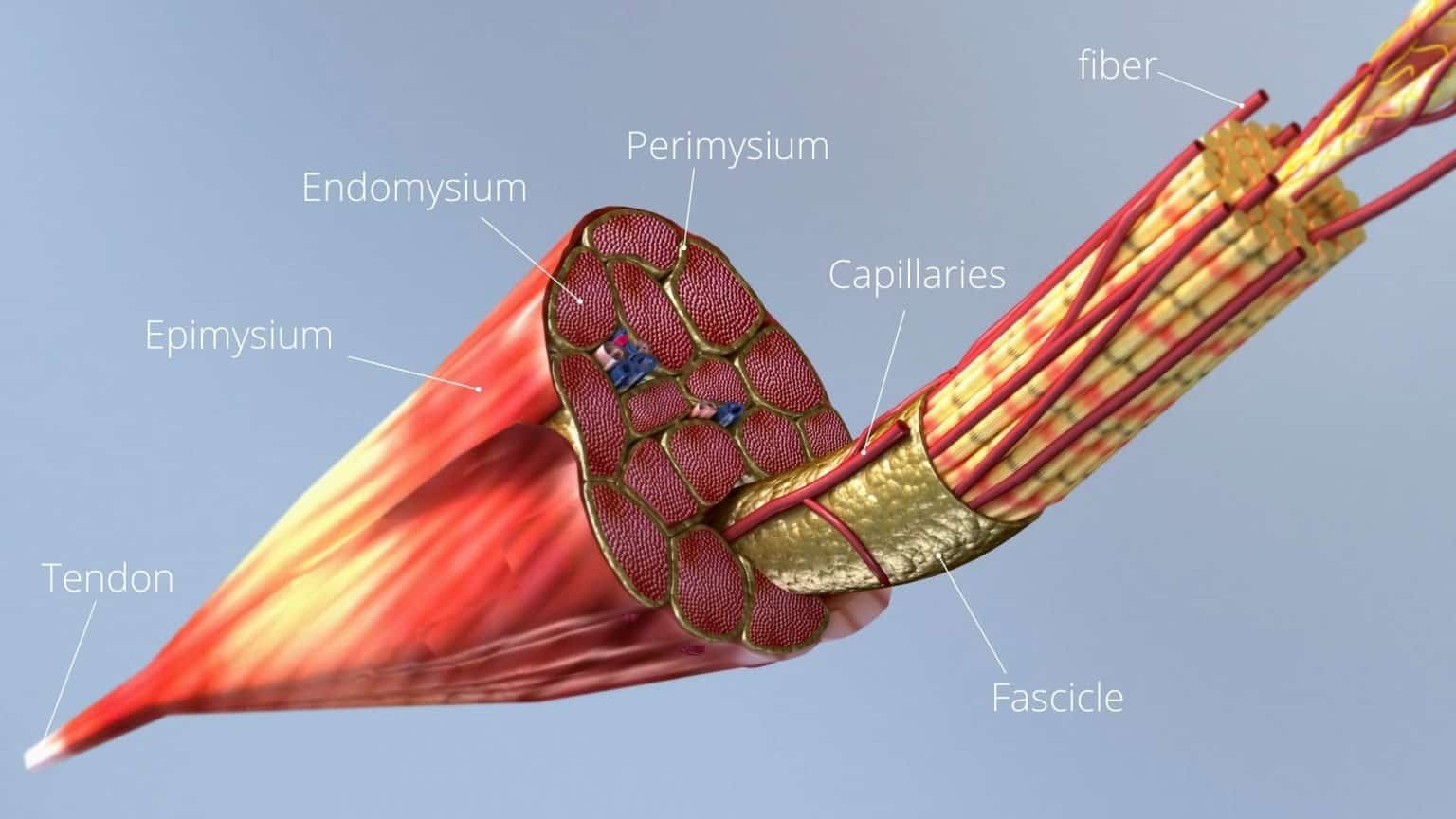 What are Muscle Knots? How to Cure Myofascial Trigger Points