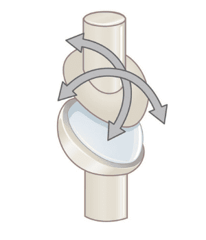 Types of Synovial Joints: Anatomy & Examples