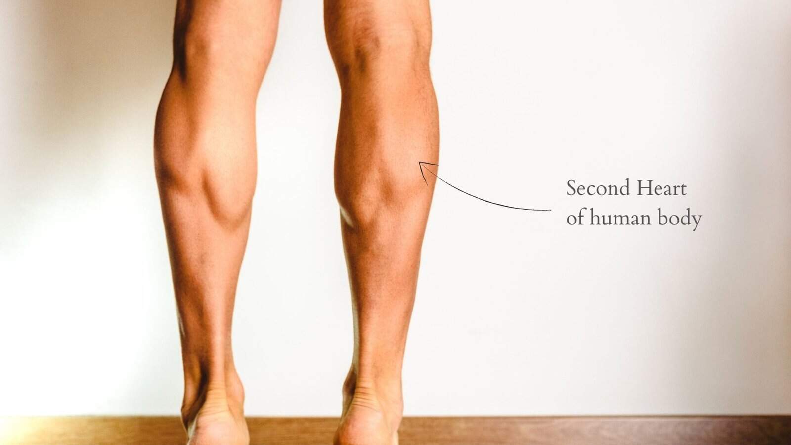 Which organ is called second heart of the body & why?