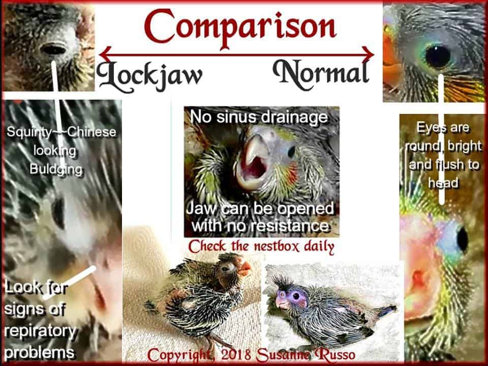 What Is Cockatiels Paralysis Syndrome AKA Lockjaw Syndrome AKA ...