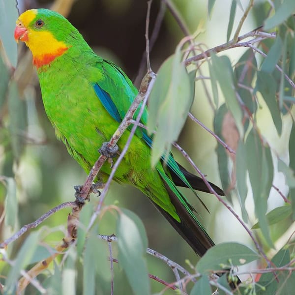 What Are Your Thoughts on Having Barraband Parrots as Pets? - Windy ...