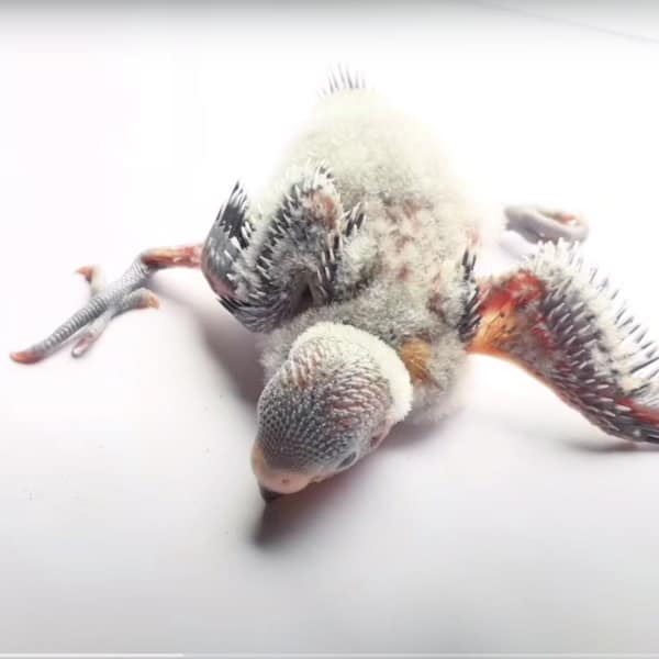 Should I Remove a Budgie With Splayed Legs From the Nest Box? - Windy ...